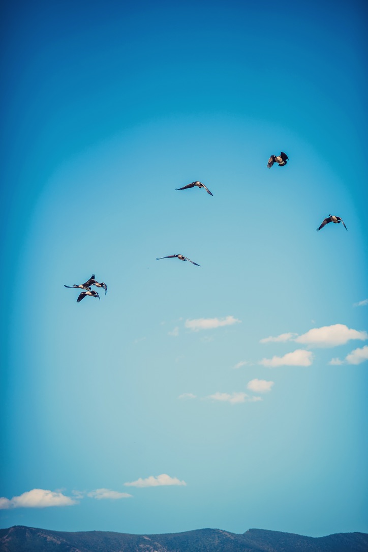 Dancing Spirit Ranch: ‘The Peace of Wild Things’ - American Essence